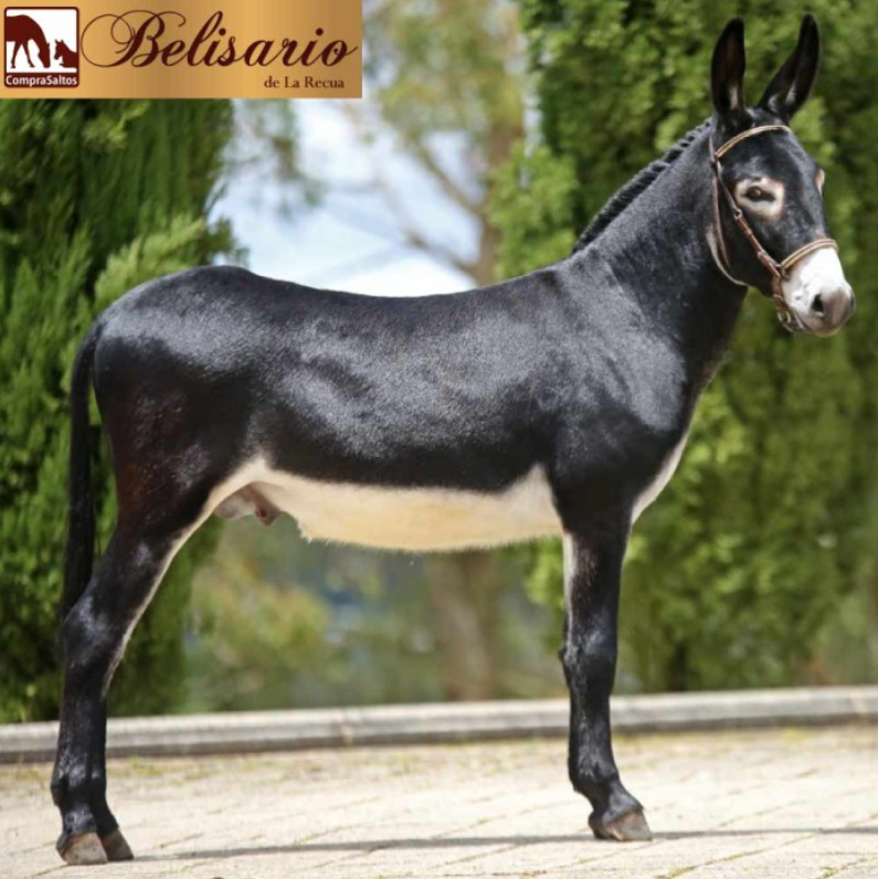 Belisario de la Recua | Comprasaltos