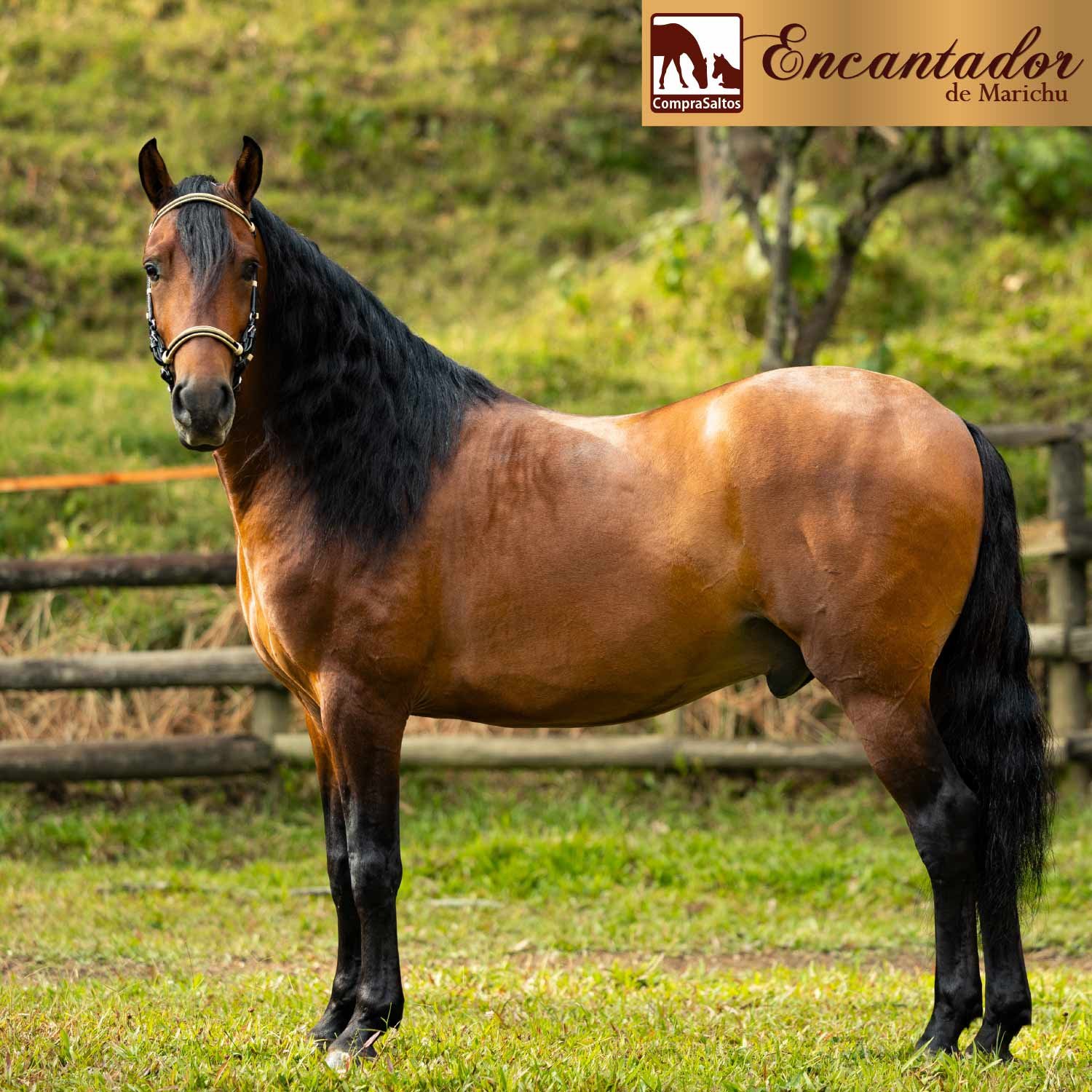 Encantador de Marichu | Comprasaltos